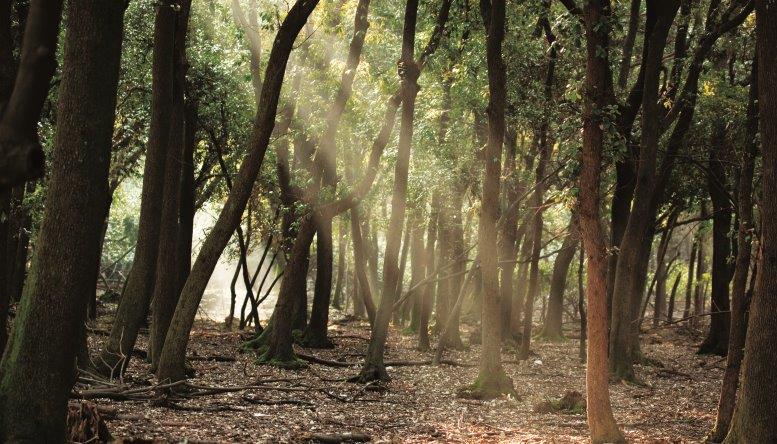 Squirrel Park | Experiences in Istria