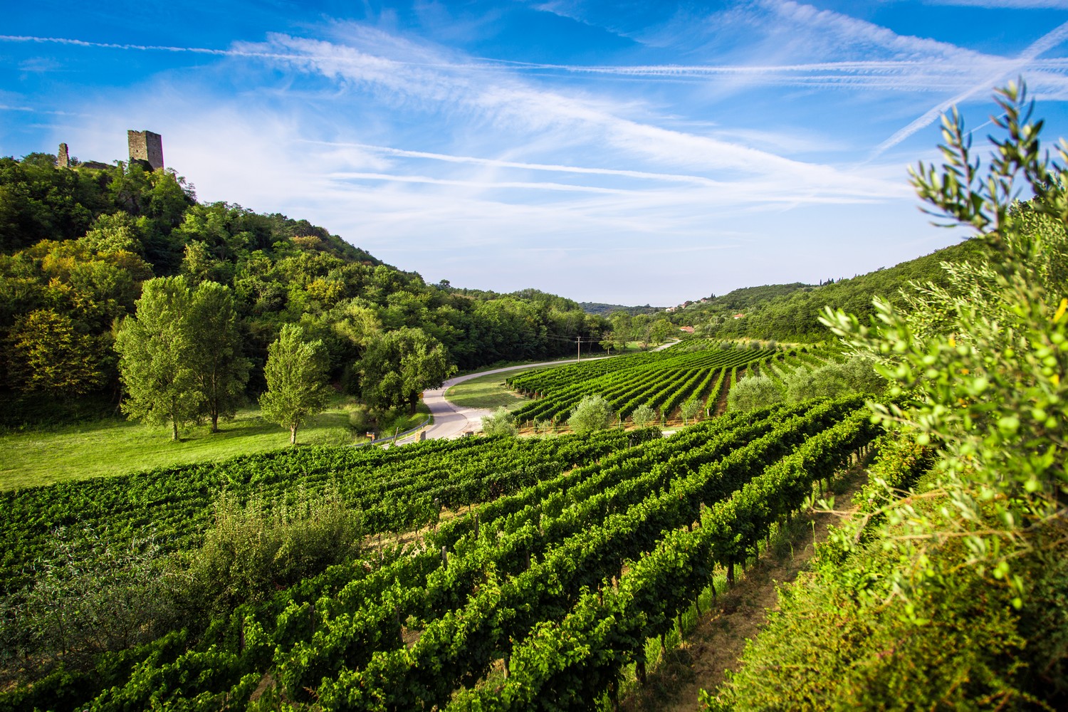 Vinska cesta Bujštine | Buje, Istra turistički vodič - Službeni ...