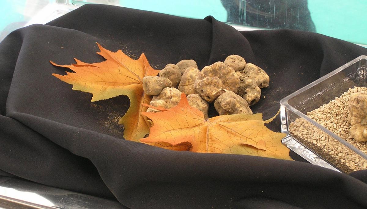 Truffle, the Master of Flavor | Gastronomy and restaurants in Istria