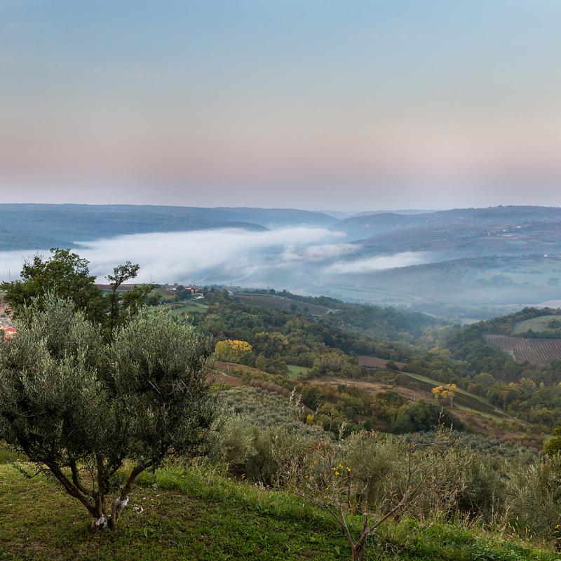 B10 | Ceste maslinova ulja Istre | Istra.hr