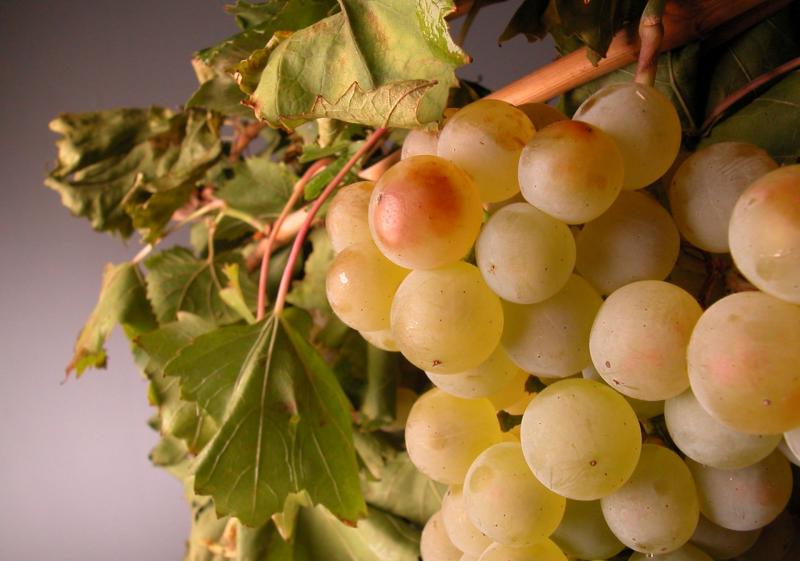 Banko vina | Gastronomy and restaurants in Istria