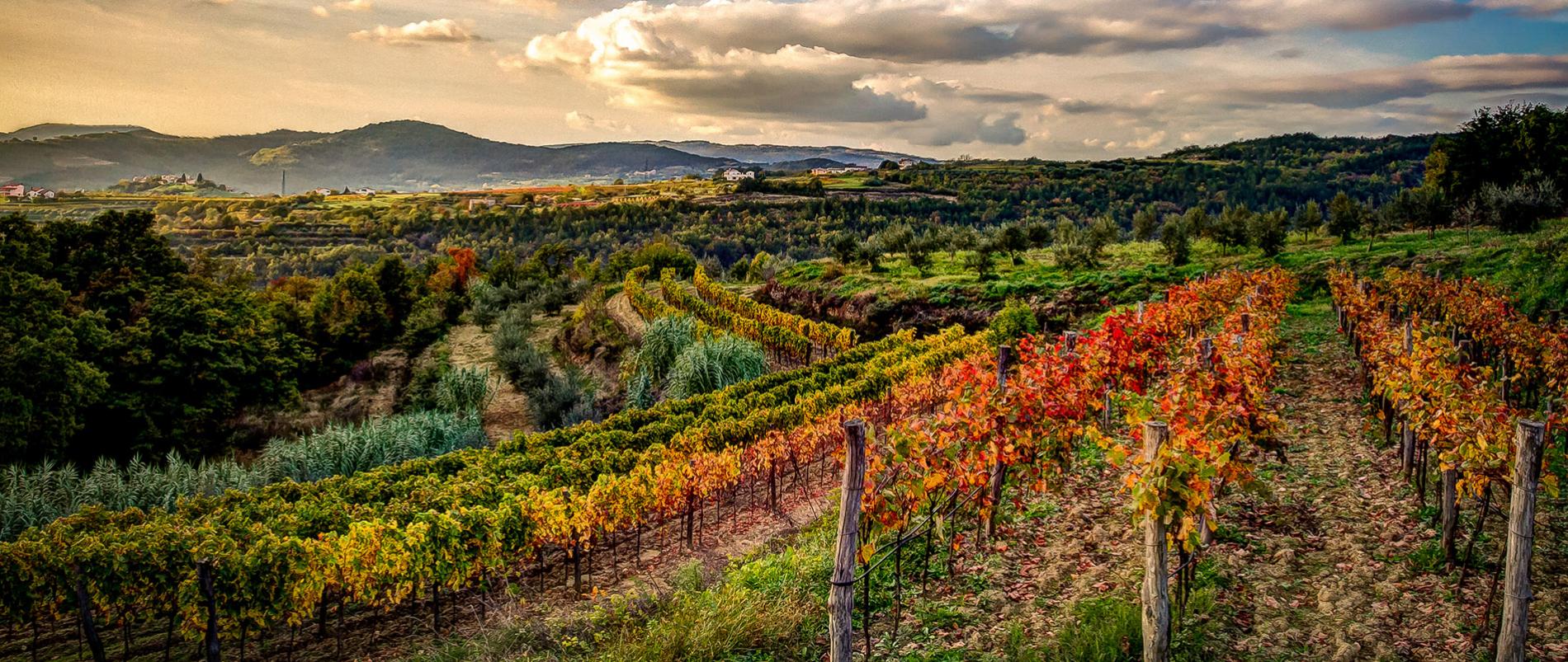 Official tourist website of the Istria Tourist Board